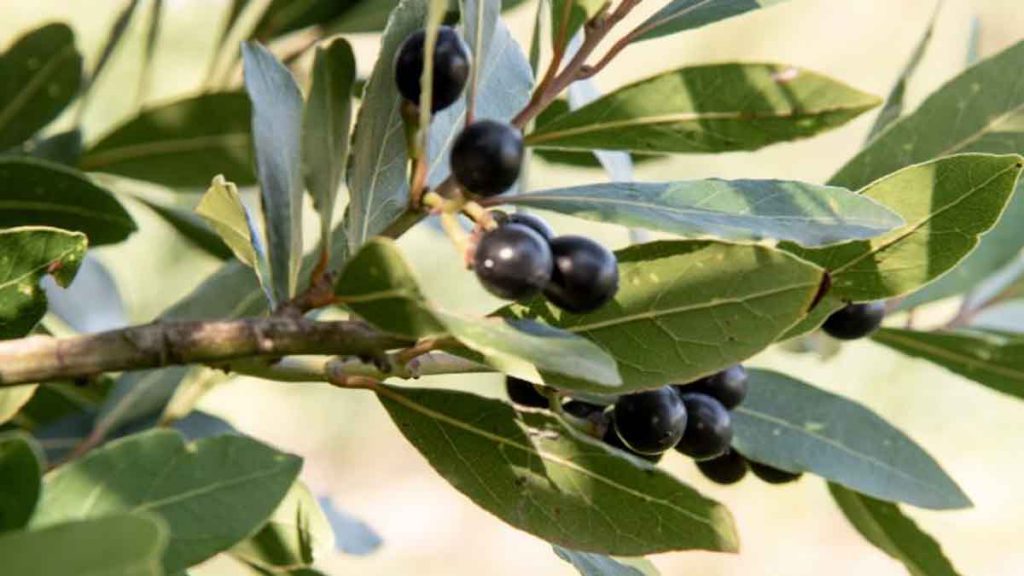 Découvrez les vertus des baies de laurier