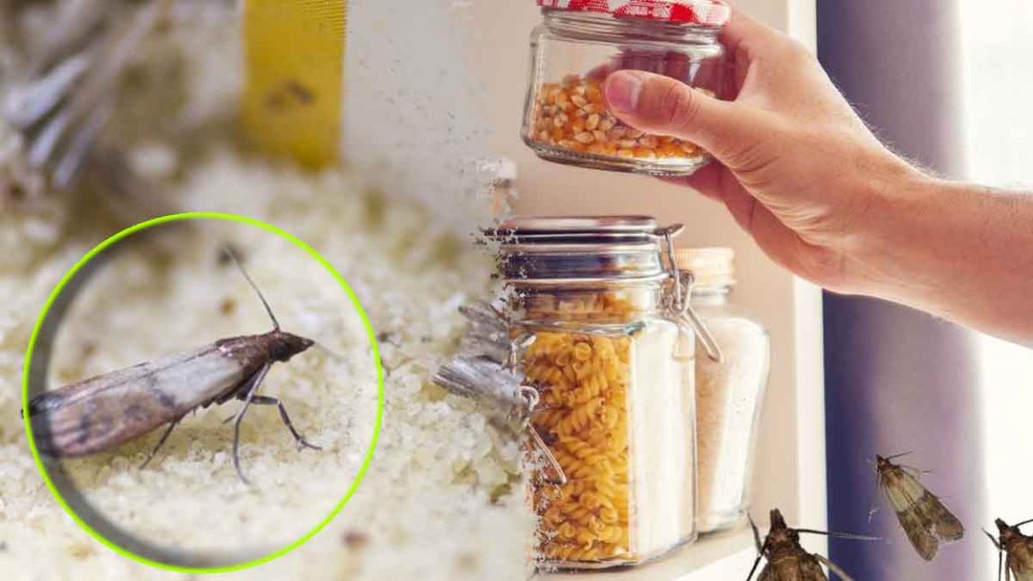 Voici comment se débarrasser des mites de cuisine une fois pour toutes ...