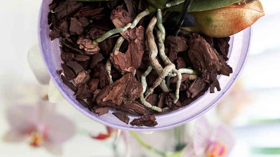 Orchidées aux racines sèches ? Ne le jetez pas : voici comment la sauver