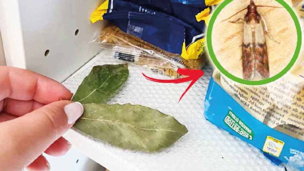 Deux astuces pour éliminer à jamais les papillons du garde-manger
