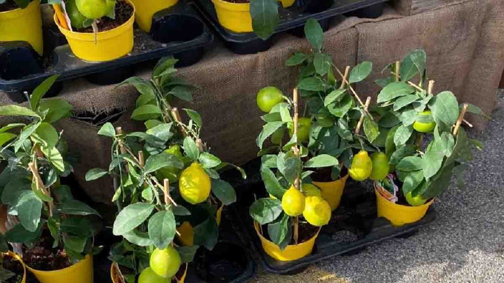 Comment avoir des mini citrons chez soi avec la technique de la taille