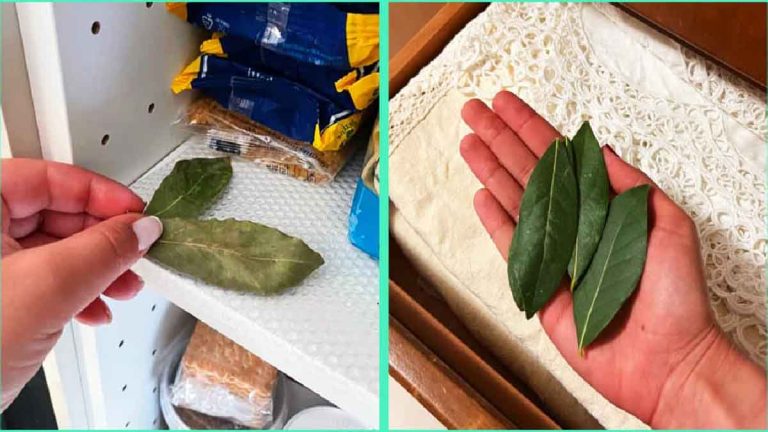 2+1 astuces pour utiliser les feuilles de laurier dans les meubles 2+1 astuces pour utiliser les feuilles de laurier dans les meubles