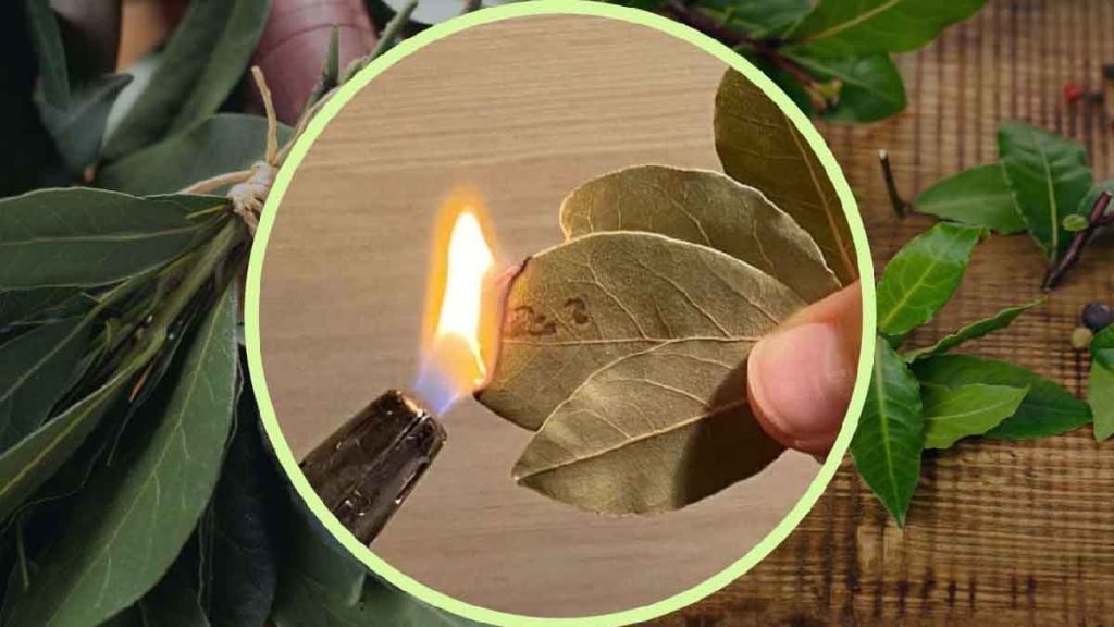 Ne sous-estimez pas le pouvoir des feuilles de laurier : voici pourquoi ...