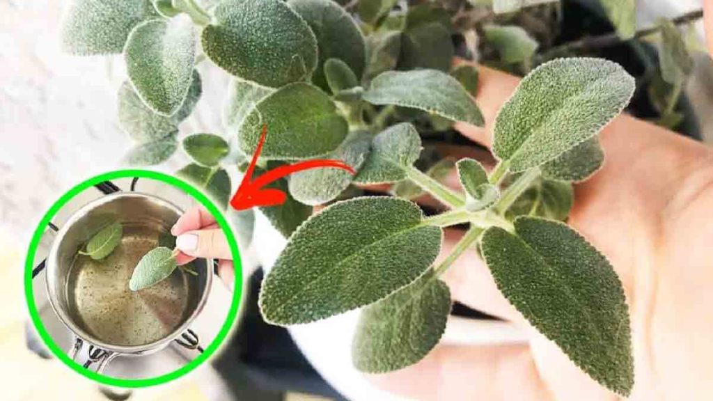 Découvrez absolument ces trois astuces pour utiliser une plante de ...