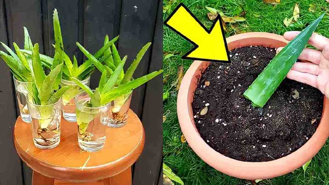 Les conseils des jardiniers pour faire pousser et décupler l'aloe vera ...