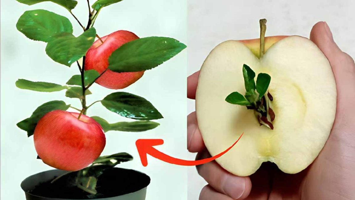 Les restes de pommes suffisent pour faire pousser un semis