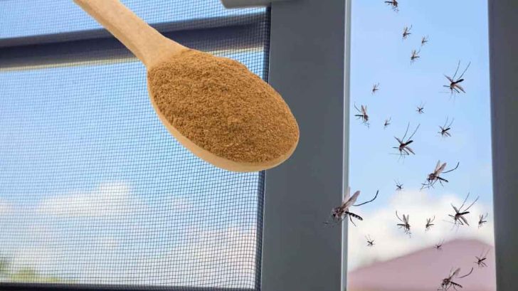 Repoussez les moustiques et les insectes indésirable une bonne fois ...