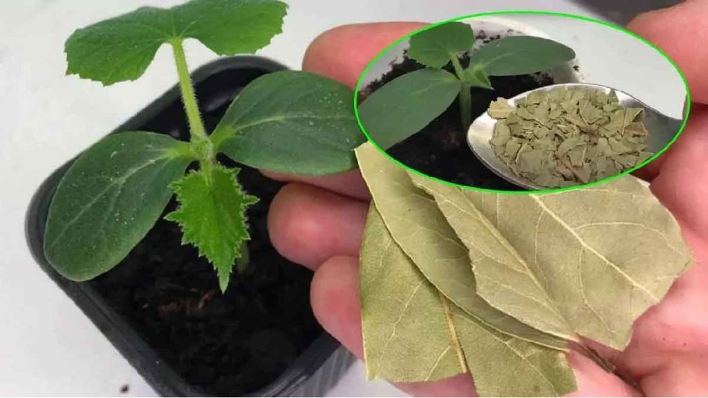 Les Différents Types De Laurier - Guide Complet - Authentik Jardin ...