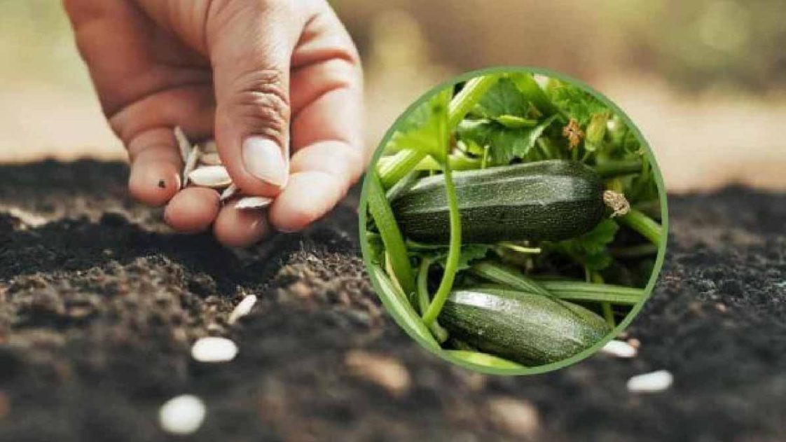 Astuces et conseils pour réussir la plantation des courgettes dans ...