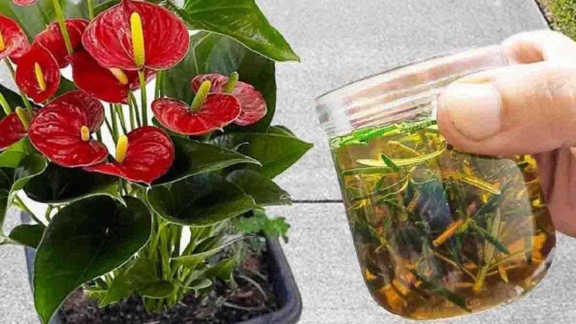 Boostez la floraison des fleurs dans vos vases avec une tasse de cette ...