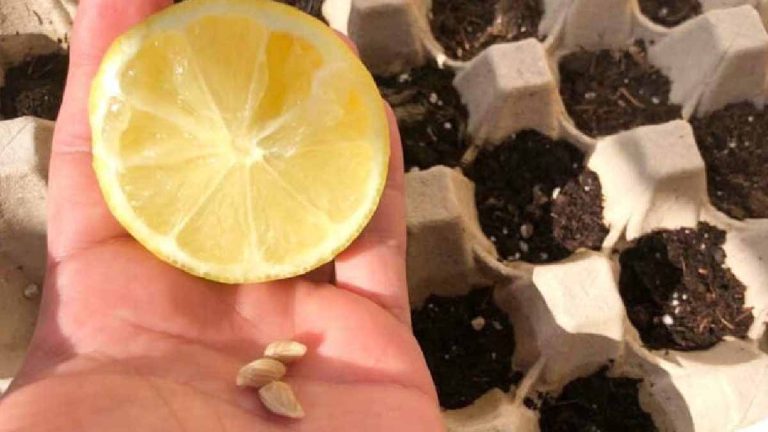 Pas besoin d’avoir la main verte pour cultiver du citron : voici le ...