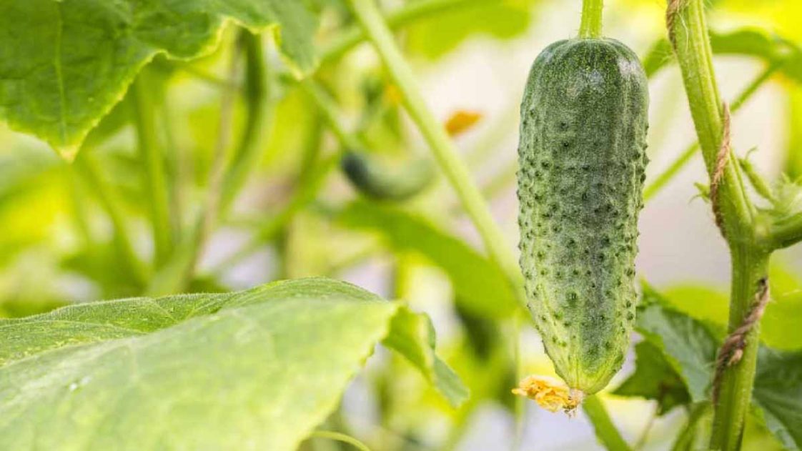Il suffit de très peu pour booster la croissance des concombres en pot ...