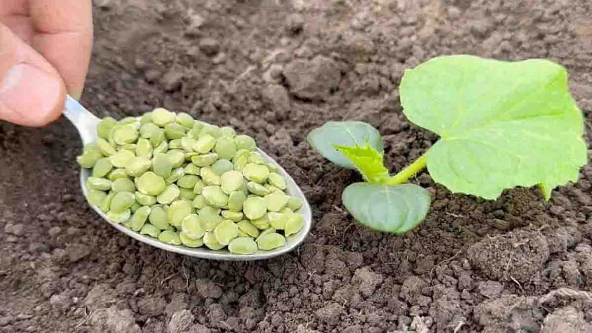 N’oubliez jamais d’accompagner la plantation des concombres avec ce ...