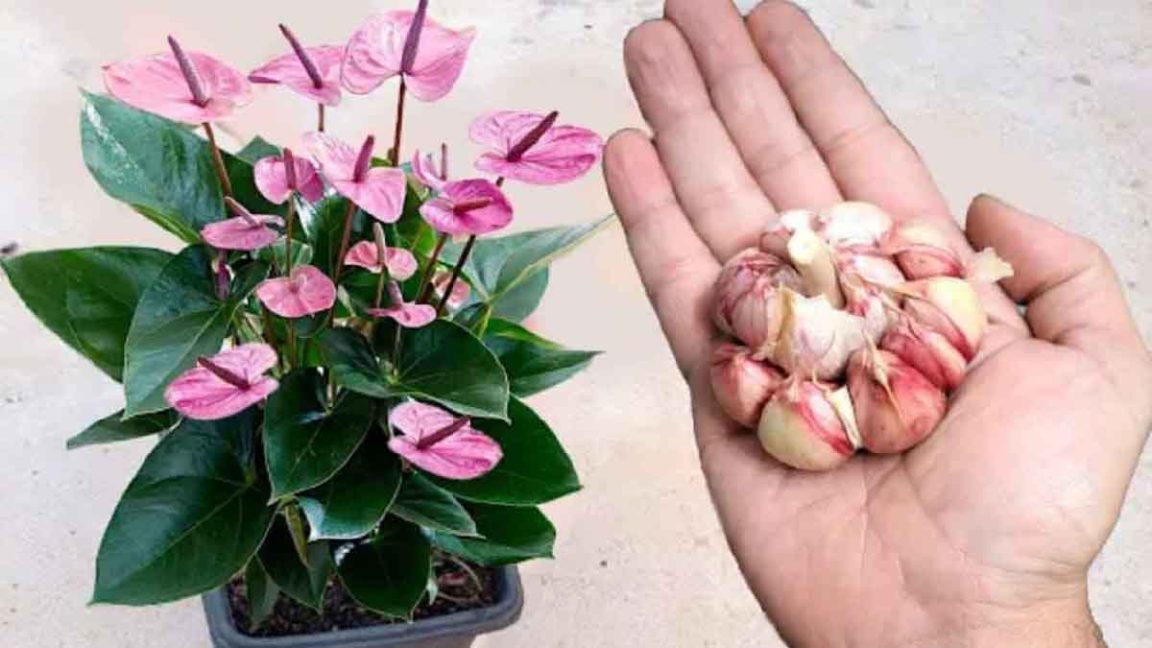 Faites comme tout le monde et mettez une gousse d’ail dans les plantes Faites comme tout le monde et mettez une gousse d’ail dans les plantes