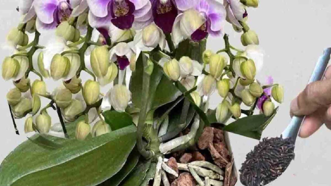 Faites pousser les tiges des orchidées comme par magie avec ce ...