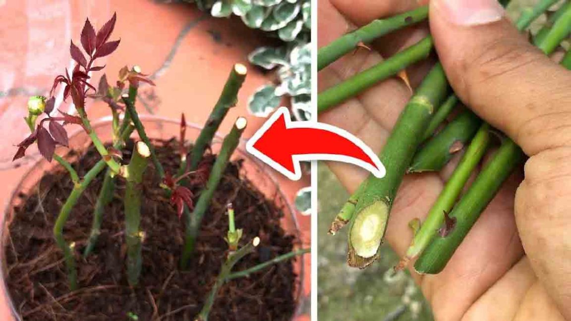 Comment faire pousser une rose sans ses racines ? La méthode infaillible