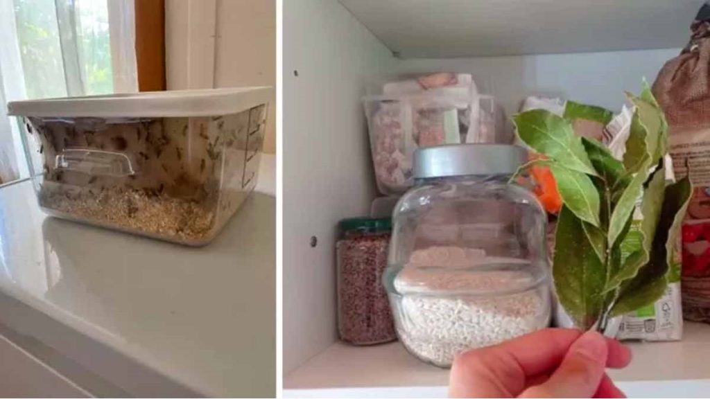 4 solutions pour dire adieu aux mites du garde-manger