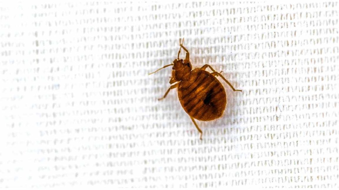Comment reconnaître les punaises de lit, les tiques et les puces ...