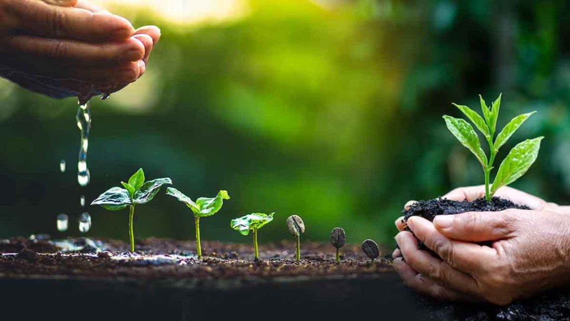 4 conseils du jardinier pour une plantation réussie