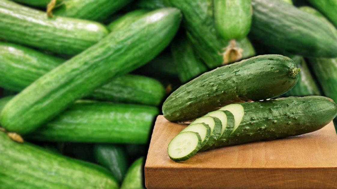 N’oubliez jamais d’accompagner la plantation des concombres avec ce ...