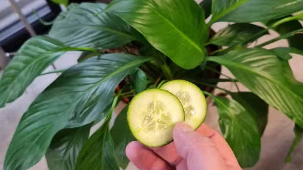 Astuce du concombre pour tester l’état de santé la plante d’intérieur ...