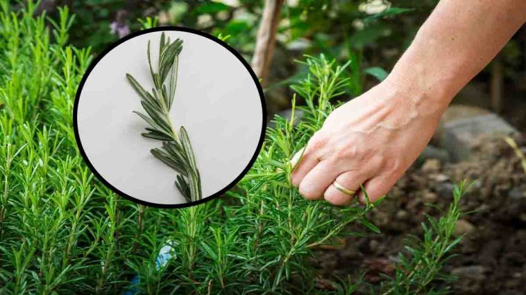 Comment préparer une infusion de romarin pour soulager les maux de ventre