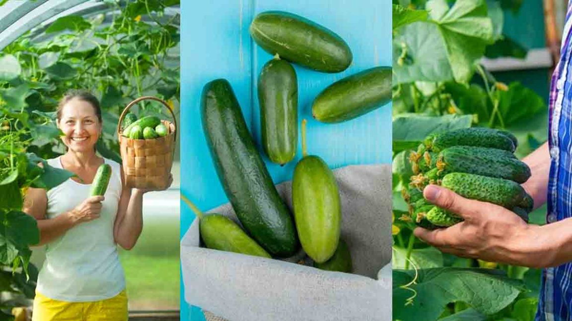 Comment réussir la culture des concombres : même les débutants vont s ...