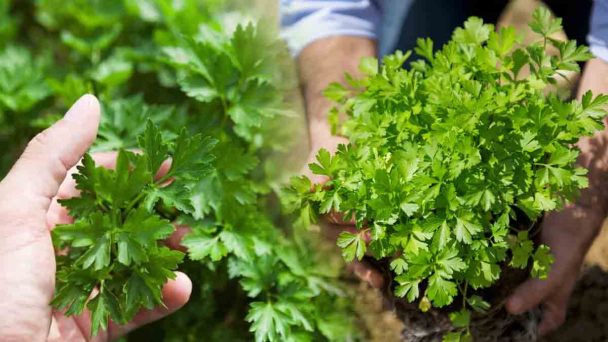 Quand et comment planter du persil