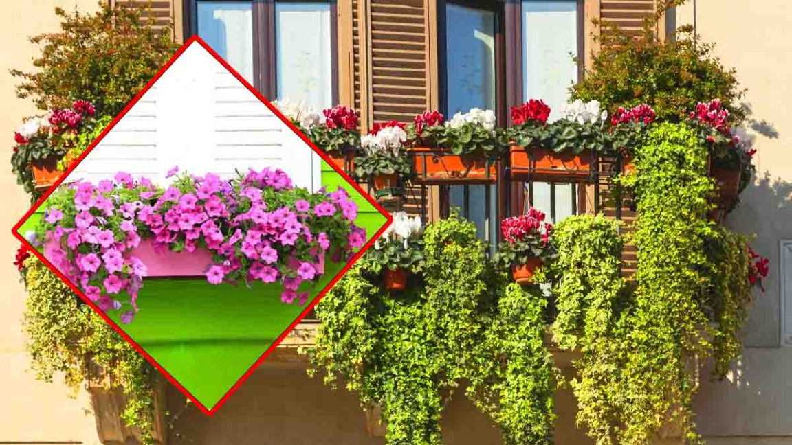 Fleurir le balcon : ces 4 magnifiques fleurs colorées à cultiver