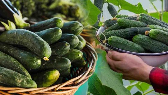 3 conseils incontournables pour récolter beaucoup de concombres